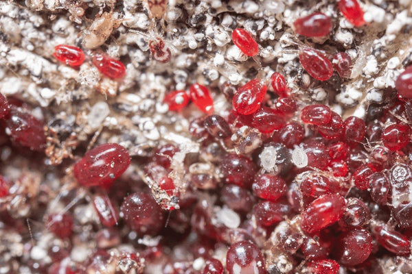 De vogelapotheek tegen (bloed)luizen — Onlinedierenwereld