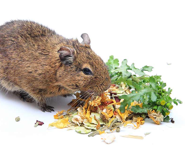 Knaagdier Degoe — Onlinedierenwereld