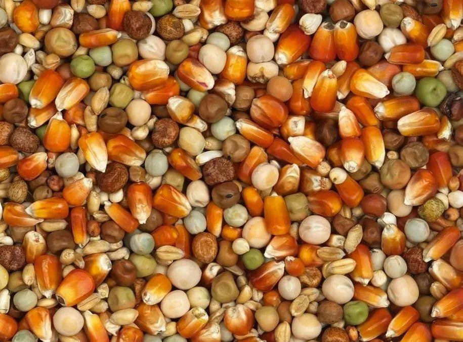 Vanrobaeys Kweek rode Franse maïs │ Onlinedierenwereld.nl